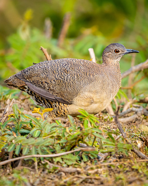 Foto jaó (Crypturellus undulatus) Por Rafael Mattos | Wiki Aves - A ...