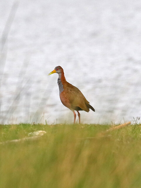 Foto saracuruçu (Aramides ypecaha) Por Carmen Lúcia Bays Figueiredo ...