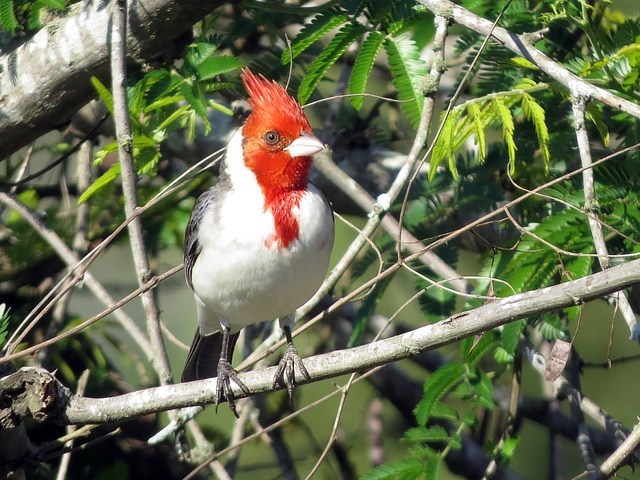Foto cardeal (Paroaria coronata) Por Rafael Weber | Wiki Aves - A ...