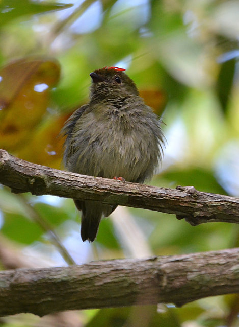 Foto tangará-príncipe (Chiroxiphia pareola) Por Luciano Moura | Wiki ...