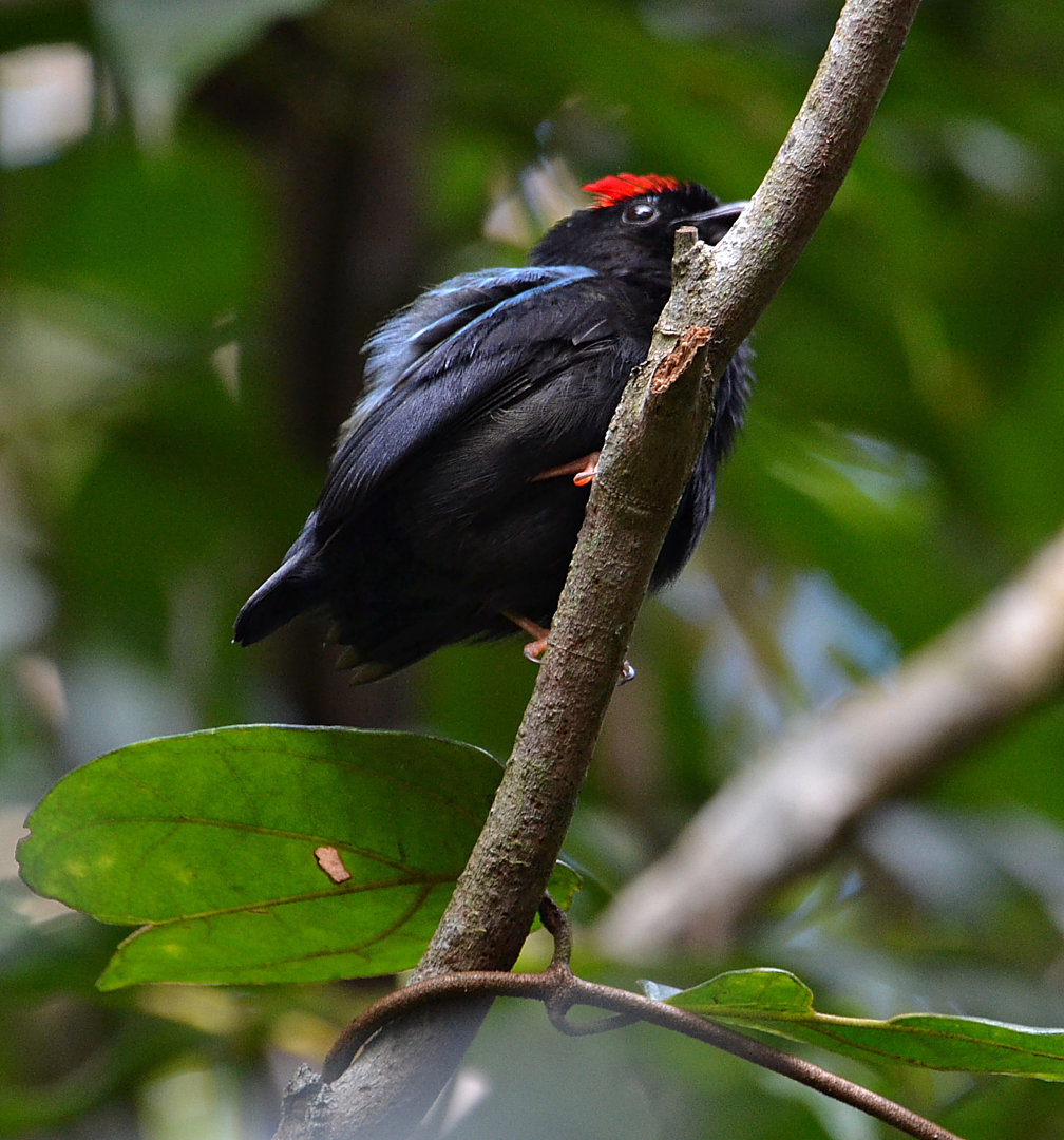 Foto tangará-príncipe (Chiroxiphia pareola) Por Luciano Moura | Wiki ...