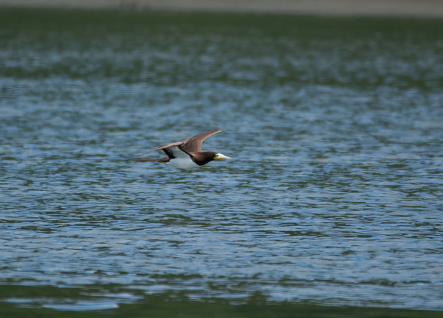 Foto atobá-pardo (Sula leucogaster) Por Rosi Oliveira | Wiki Aves - A ...