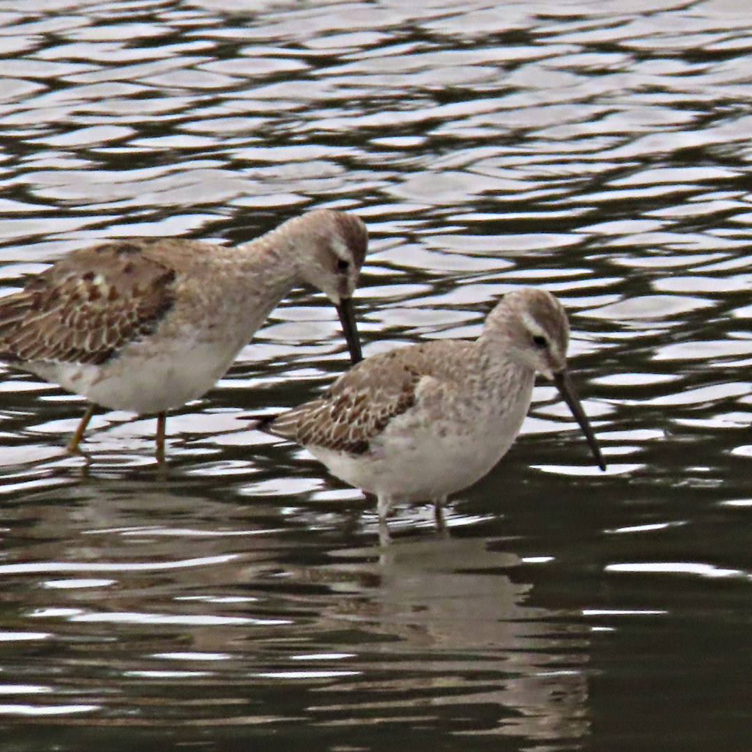 Foto maçarico-pernilongo (Calidris himantopus) Por Ronaldo Rodrigues de ...
