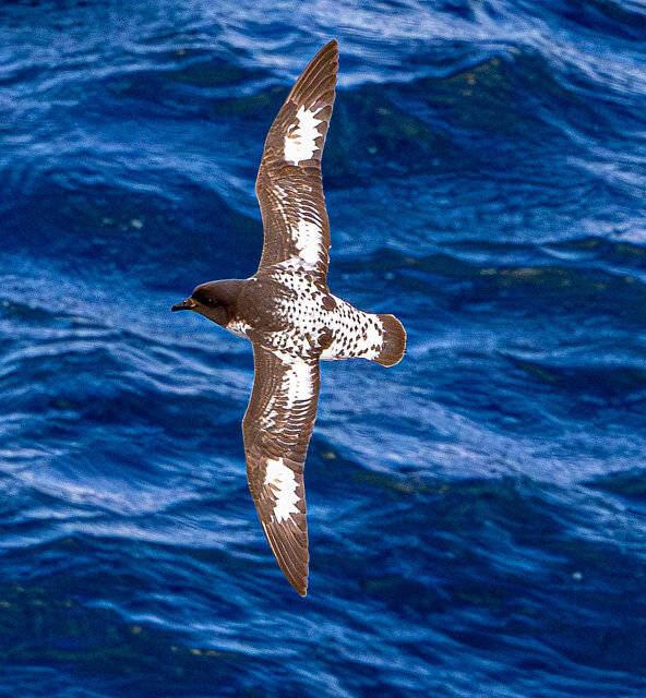 Foto pomba-do-cabo (Daption capense) Por Mats Hildeman | Wiki Aves - A ...