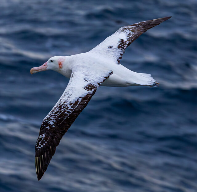 Foto albatroz-errante (Diomedea exulans) Por Mats Hildeman | Wiki Aves ...