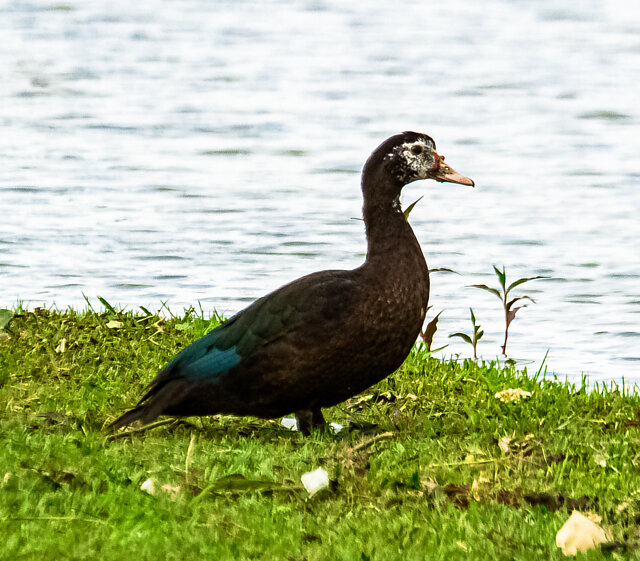 Foto pato-do-mato (Cairina moschata) Por Leonir Kobs | Wiki Aves - A ...