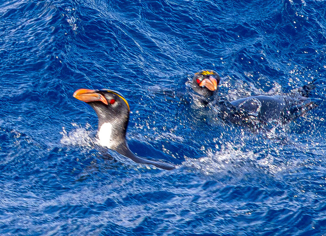 Foto pinguim-macaroni (Eudyptes chrysolophus) Por Mats Hildeman | Wiki ...