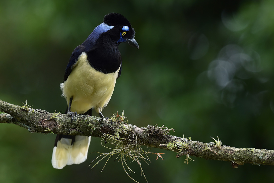 Foto gralha-picaça (Cyanocorax chrysops) Por Rudimar Cipriani | Wiki ...