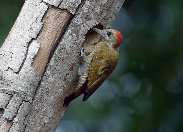 Foto pica-pau-pequeno (Veniliornis passerinus) Por Jayrson Araújo ...