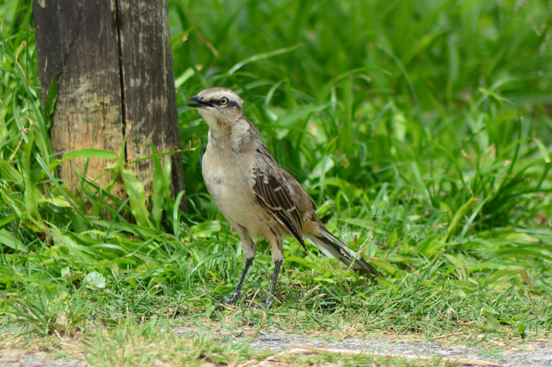 Foto sabiá-do-campo (Mimus saturninus) Por Jean Jr Barcik | Wiki Aves ...