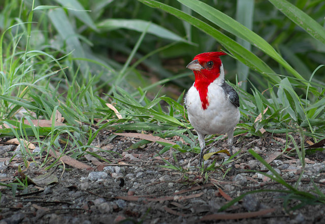 Foto cardeal (Paroaria coronata) Por Enéas G. Junior | Wiki Aves - A ...