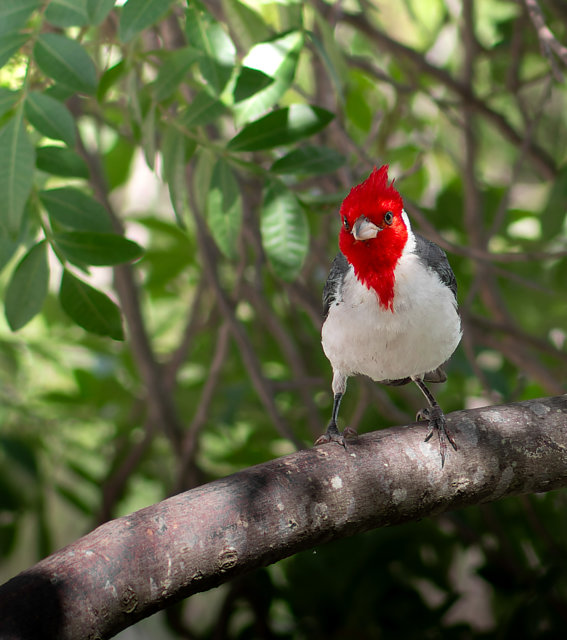 Foto cardeal (Paroaria coronata) Por Enéas G. Junior | Wiki Aves - A ...