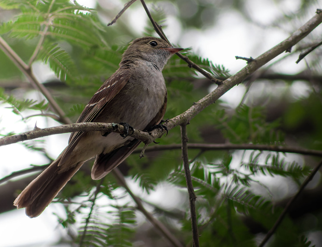 Foto tuque-pium (Elaenia parvirostris) Por Enéas G. Junior | Wiki Aves ...