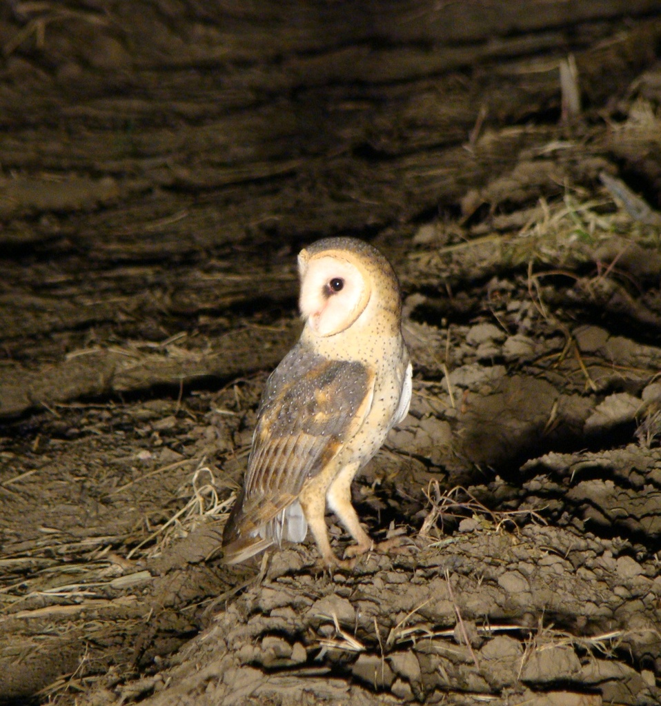 Foto suindara (Tyto furcata) Por Mônica Bariani | Wiki Aves - A ...