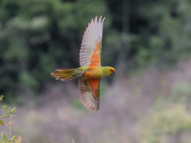 jandaia-de-testa-vermelha (Aratinga auricapillus) | WikiAves - A ...