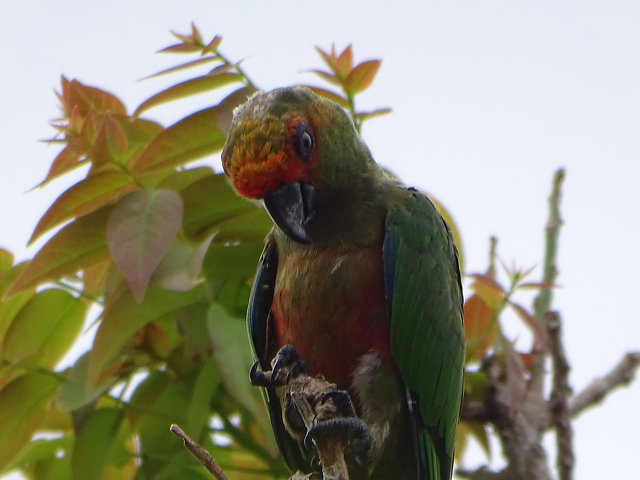 Foto jandaia-de-testa-vermelha (Aratinga auricapillus) Por Edu Chaves ...