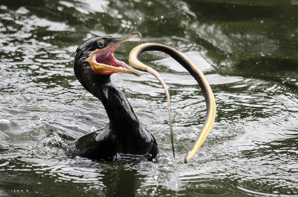 Foto biguá (Nannopterum brasilianum) Por Luiz Kagiyama | Wiki Aves - A ...