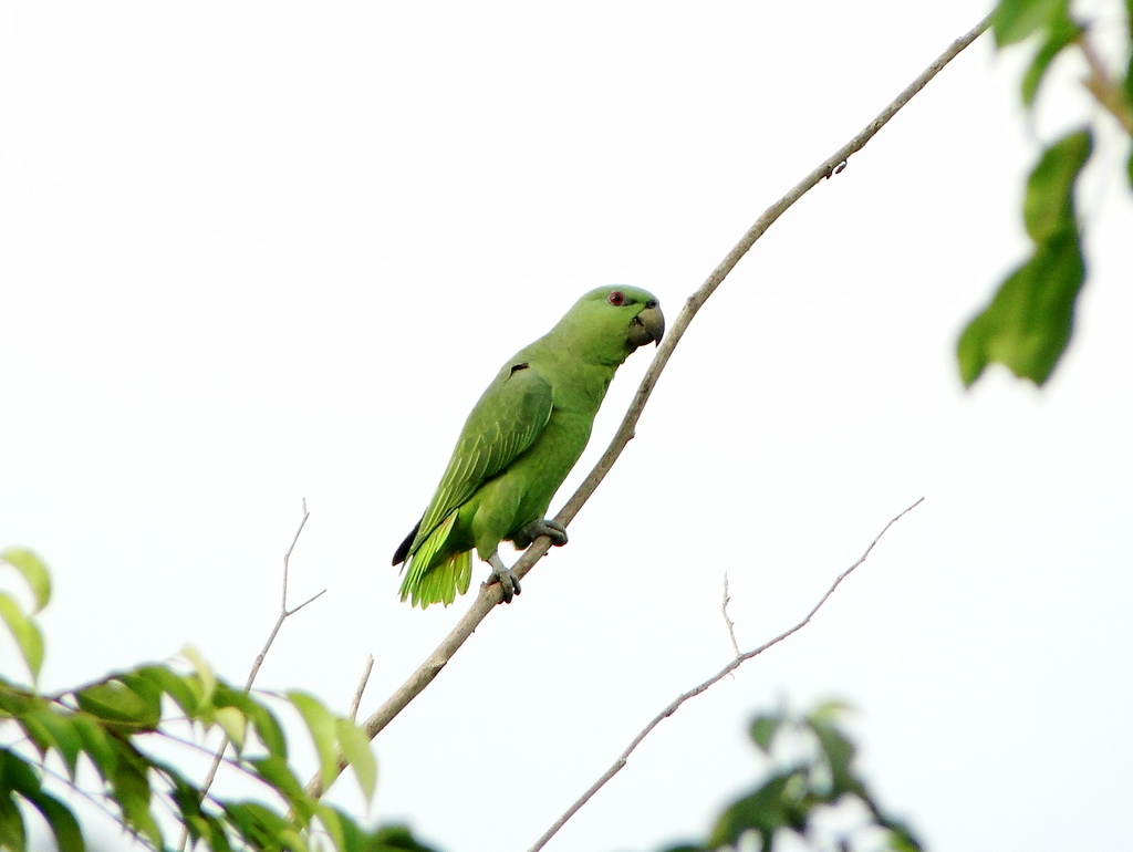 Foto curica-verde (Graydidascalus brachyurus) Por Luiz Fernando ...