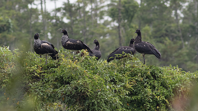 anhuma (Anhima cornuta) | WikiAves - A Enciclopédia das Aves do Brasil