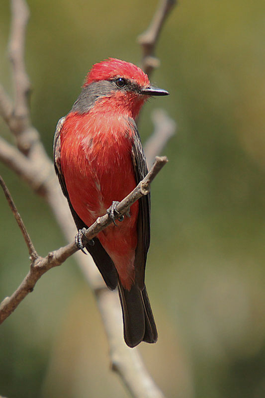 Foto príncipe (Pyrocephalus rubinus) Por Roberto Gallacci | Wiki Aves ...