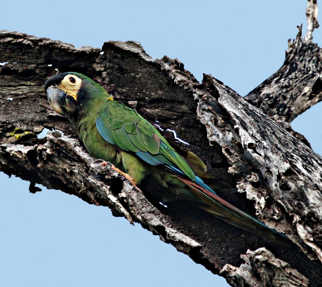 Foto maracanã-de-colar (Primolius auricollis) Por Antonio Vilela | Wiki ...