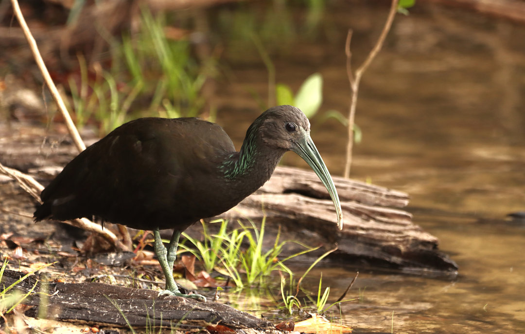 Foto coró-coró (Mesembrinibis cayennensis) Por Ronny Sperber | Wiki ...