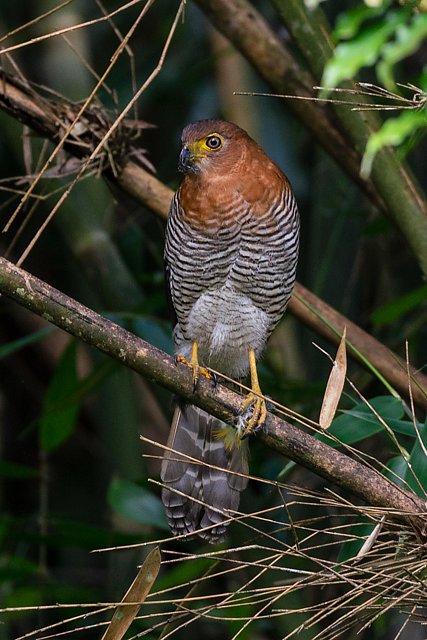 Foto falcão-caburé (Micrastur ruficollis) Por Raphael Zulianello | Wiki ...