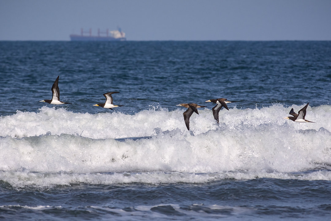 Foto atobá-pardo (Sula leucogaster) Por Frederico Swarofsky | Wiki Aves ...