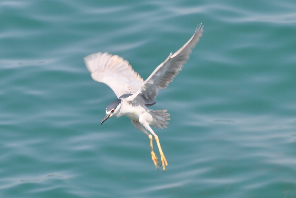 Foto socó-dorminhoco (Nycticorax nycticorax) Por Adilson Constantini ...