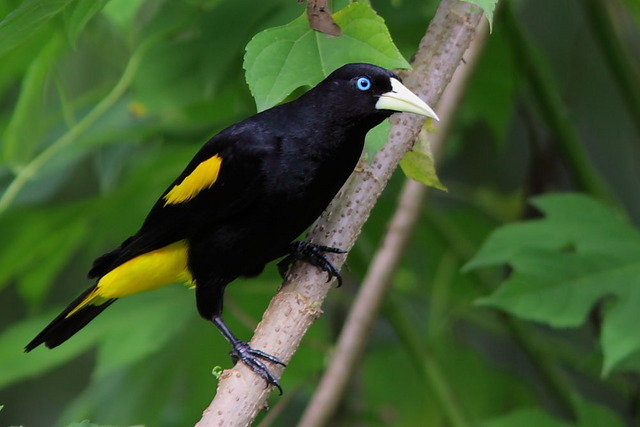 xexéu (Cacicus cela) | WikiAves - A Enciclopédia das Aves do Brasil