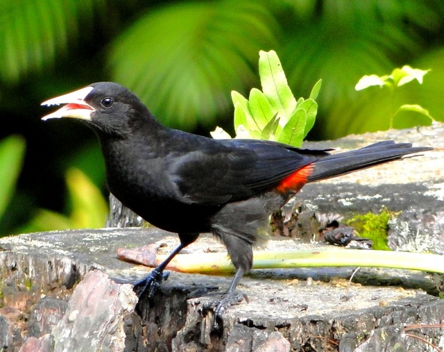 Foto guaxe (Cacicus haemorrhous) Por Marcia Carvalho | Wiki Aves - A ...
