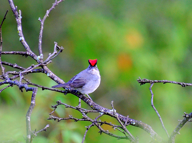 Foto tico-tico-rei-cinza (Coryphospingus pileatus) Por Stephen Jones ...