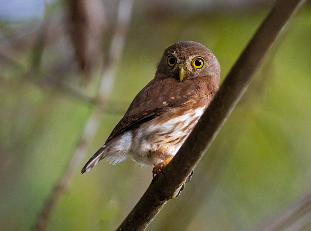 Foto caburé-miudinho (Glaucidium minutissimum) Por Marcia Tavares ...