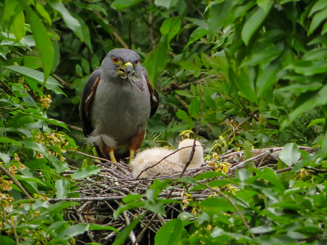 Foto gavião-bombachinha (Harpagus diodon) Por Cauã Menezes | Wiki Aves ...