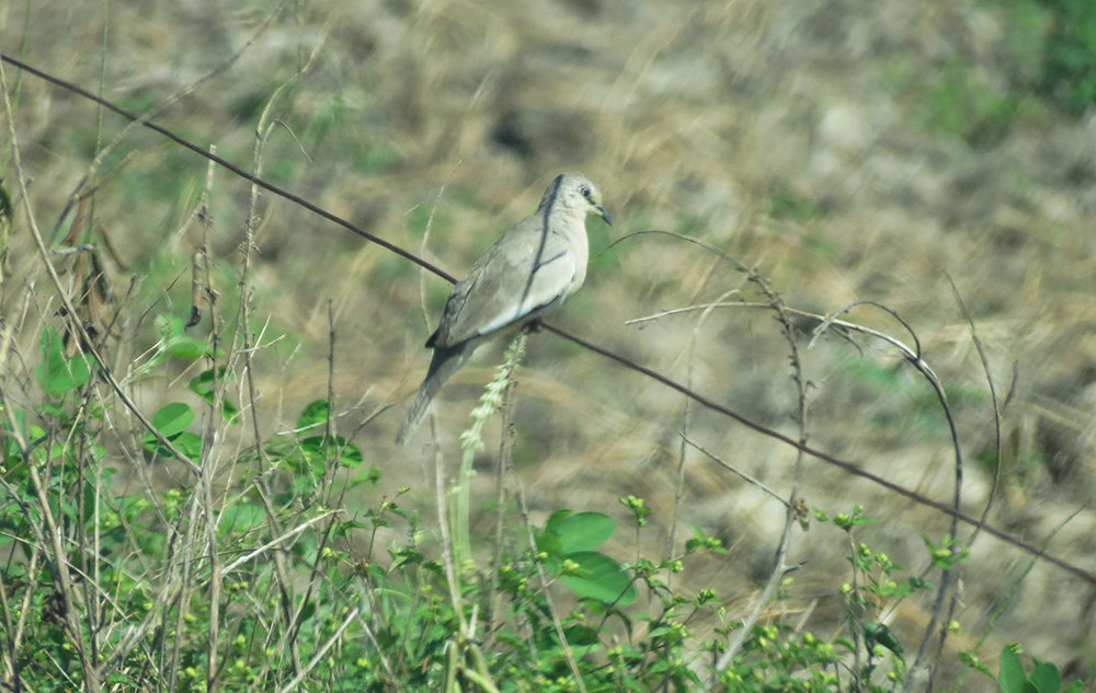 Foto rolinha-picuí (Columbina picui) Por Fernando Pacheco | Wiki Aves ...
