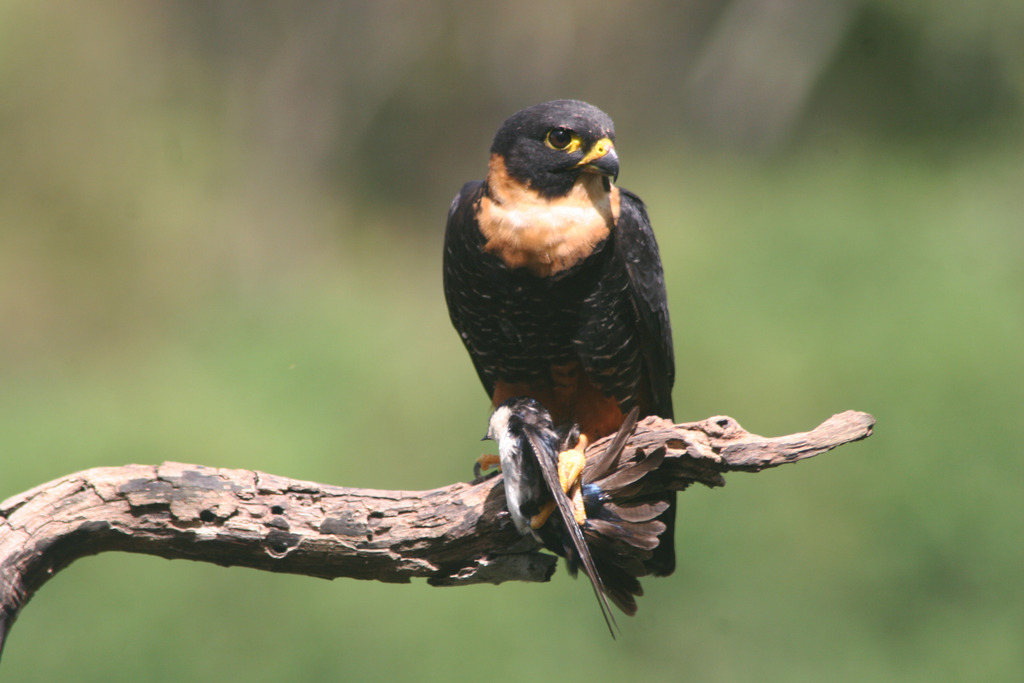 Foto cauré (Falco rufigularis) Por Gustavo Diniz Carvalho | Wiki Aves ...