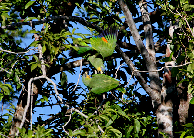 Foto curica (Amazona amazonica) Por Ciro Albano | Wiki Aves - A ...