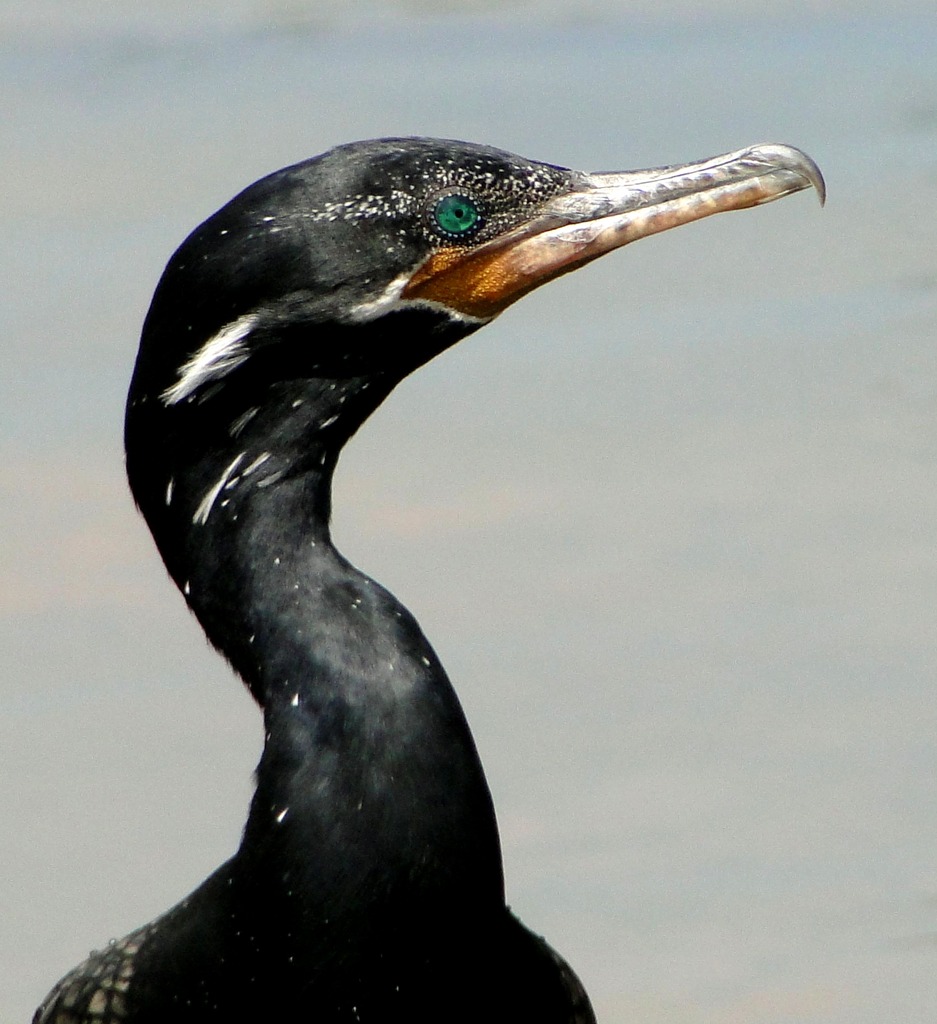 Foto biguá (Nannopterum brasilianum) Por Marcia Carvalho | Wiki Aves ...