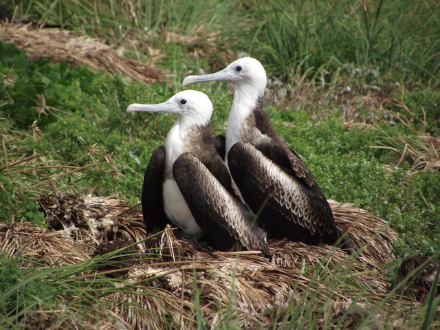 Foto fragata (Fregata magnificens) Por Gabriel S. Santos | Wiki Aves ...
