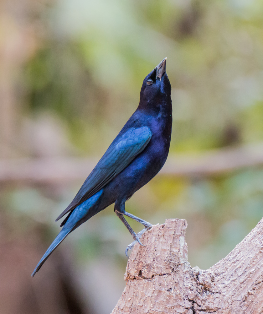 Foto chupim (Molothrus bonariensis) Por Luis Carlos Heringer | Wiki ...