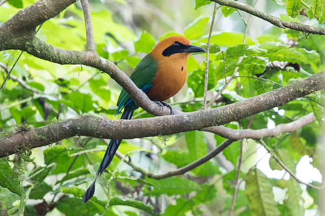 juruva-ruiva (Baryphthengus martii) | WikiAves - A Enciclopédia das ...