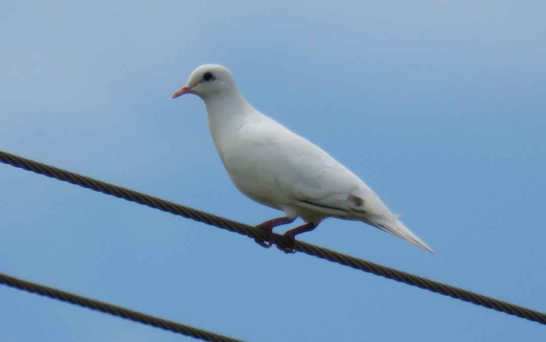 Foto avoante (Zenaida auriculata) Por Caio Belleza | Wiki Aves - A ...