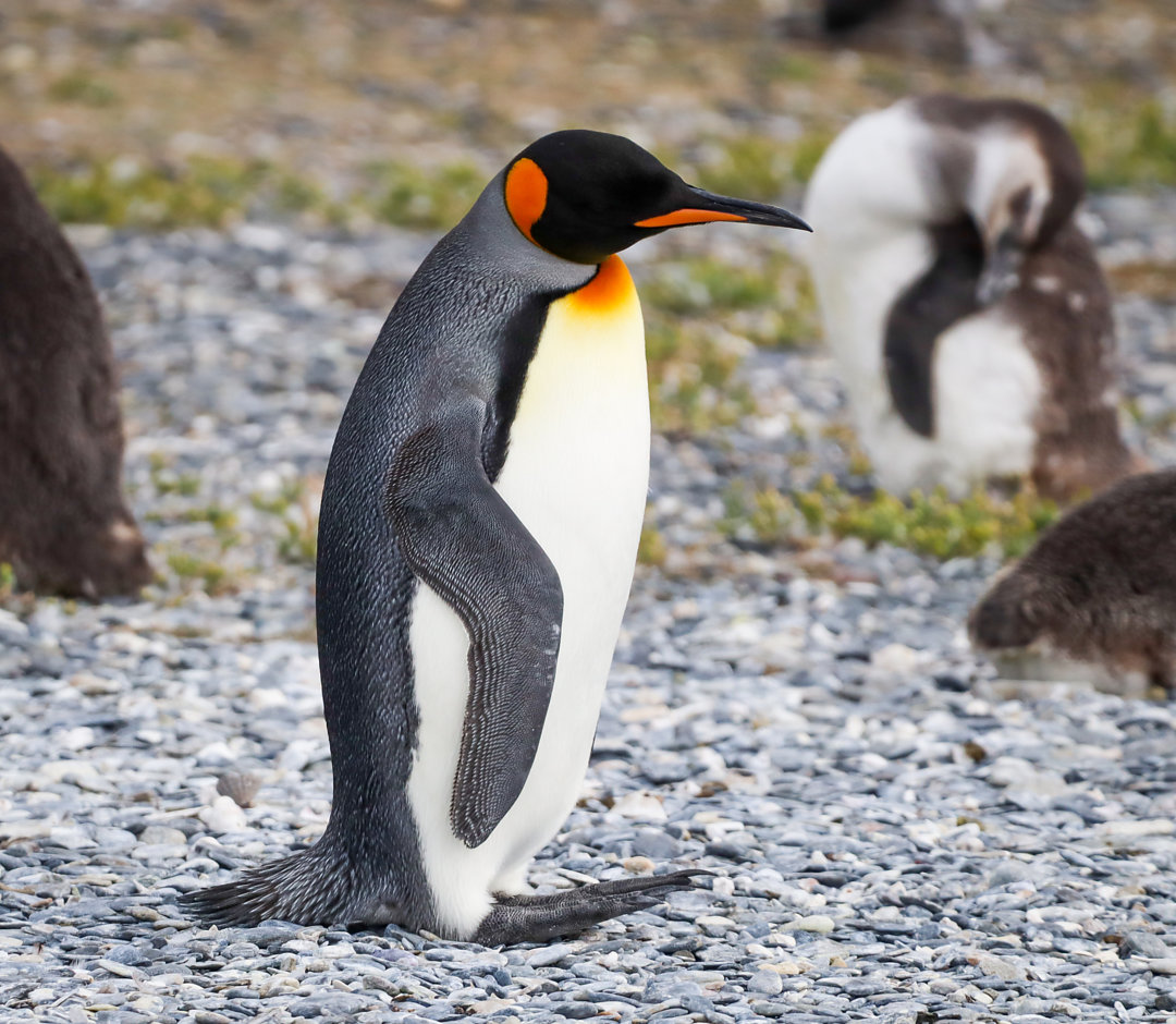 Foto pinguim-rei (Aptenodytes patagonicus) Por Elby Silva | Wiki Aves ...