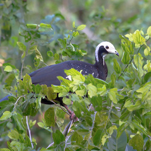 jacutinga-de-garganta-azul (Aburria cumanensis) | WikiAves - A ...