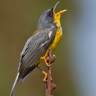 Parulidae | WikiAves - A Enciclopédia das Aves do Brasil