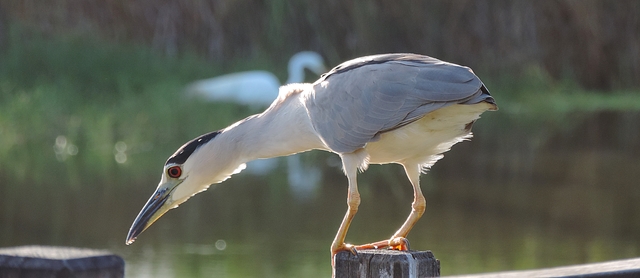 Foto socó-dorminhoco (Nycticorax nycticorax) Por Jackson Galindo | Wiki ...