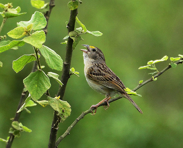 Foto tico-tico-do-campo (Ammodramus humeralis) Por Maria Jucá | Wiki ...