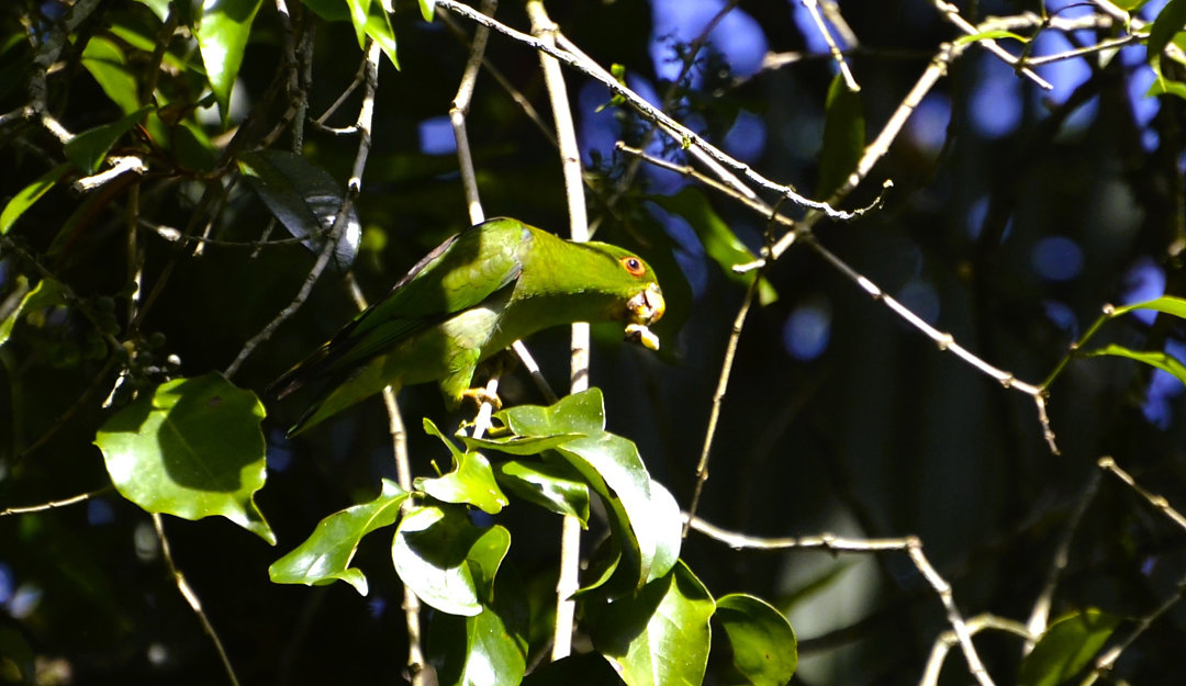 Foto apuim-de-costas-pretas (Touit melanonotus) Por Roberto Pitui ...