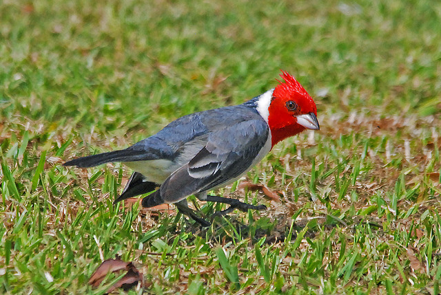 Foto cardeal (Paroaria coronata) Por Renerio Almeida | Wiki Aves - A ...