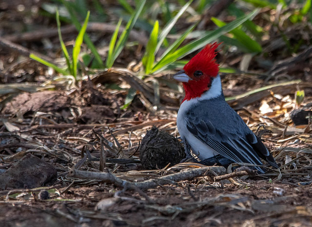 Foto cardeal (Paroaria coronata) Por Fred Crema | Wiki Aves - A ...